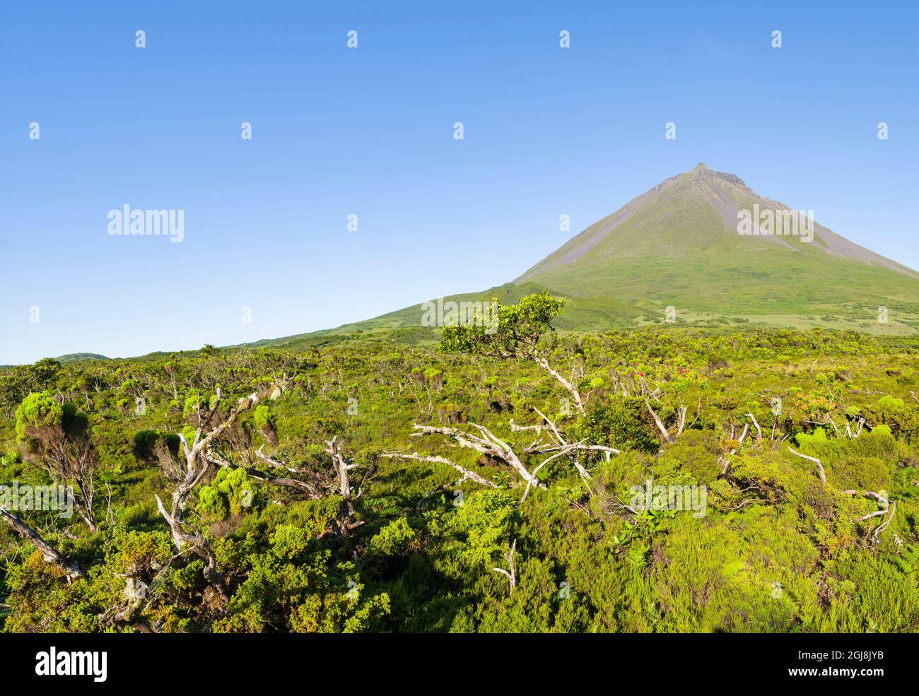 Wetland with endemic vegatation, Azores juniper (Juniperus brevifolia ...