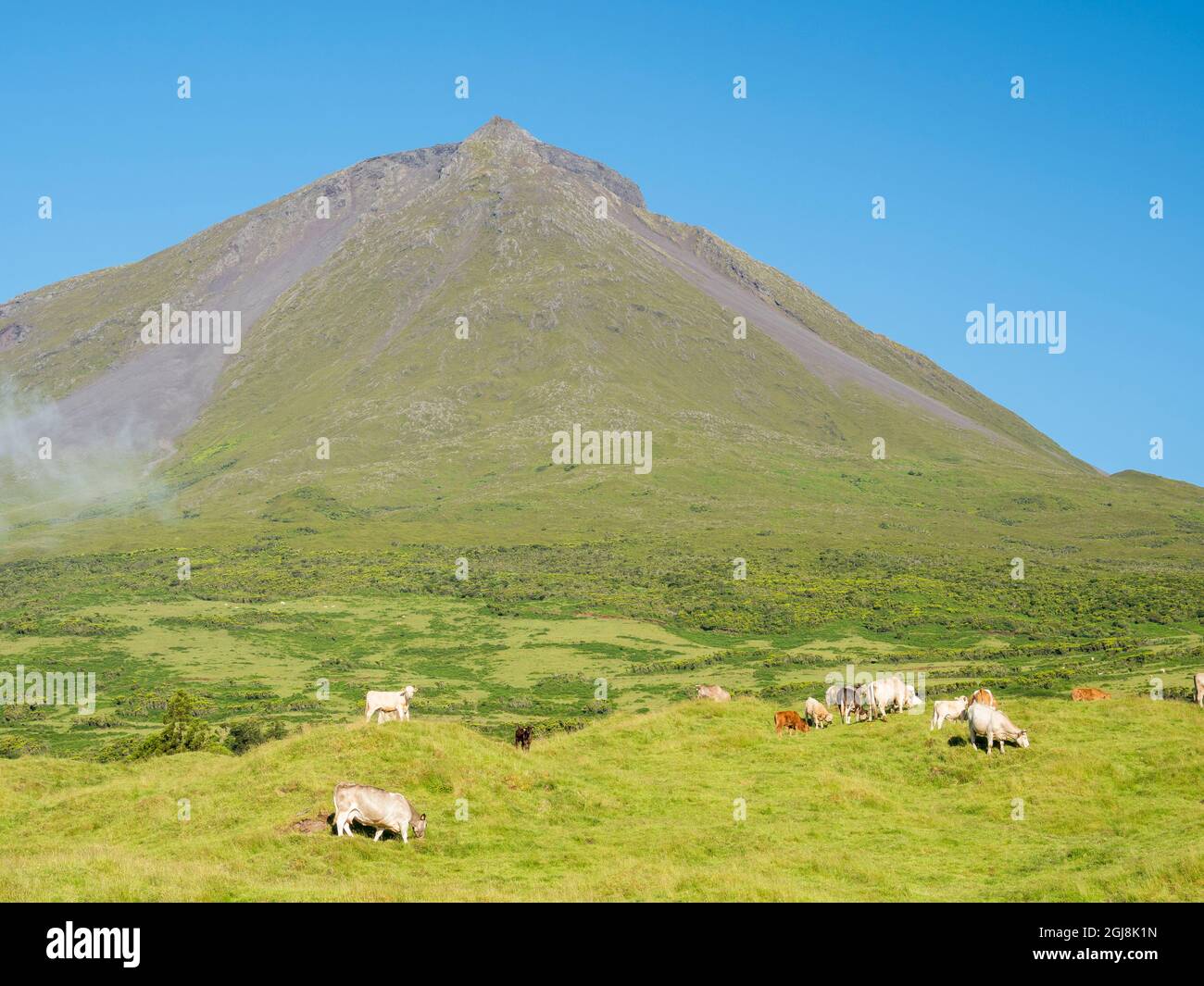 Vulcano Pico, pasture with cows. Pico Island, an island in the Azores ...