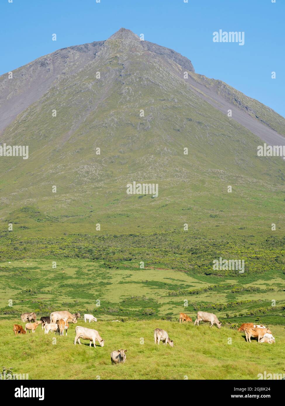 Vulcano Pico, pasture with cows. Pico Island, an island in the Azores ...