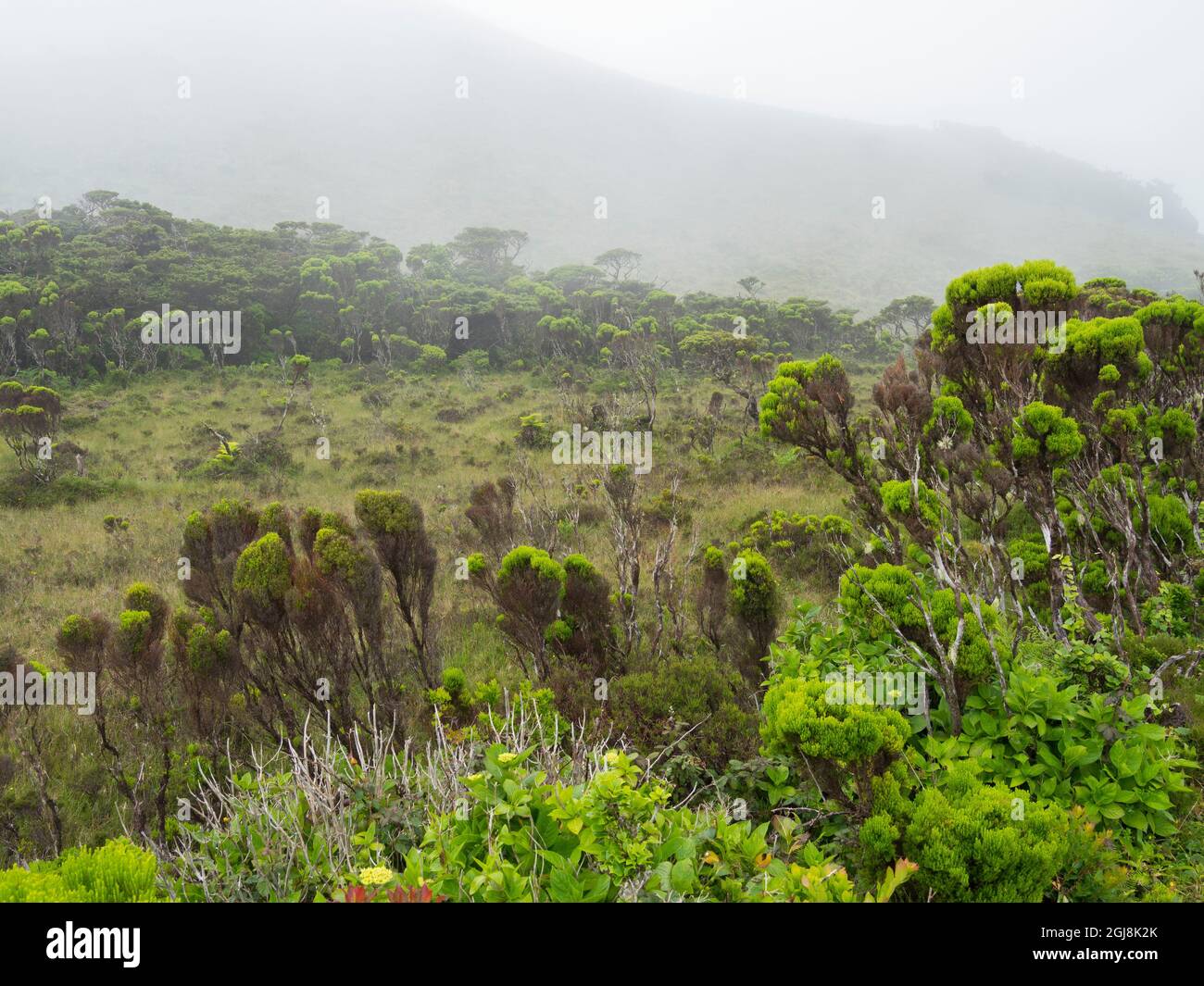 Wetland with endemic vegatation, Azores juniper (Juniperus brevifolia ...