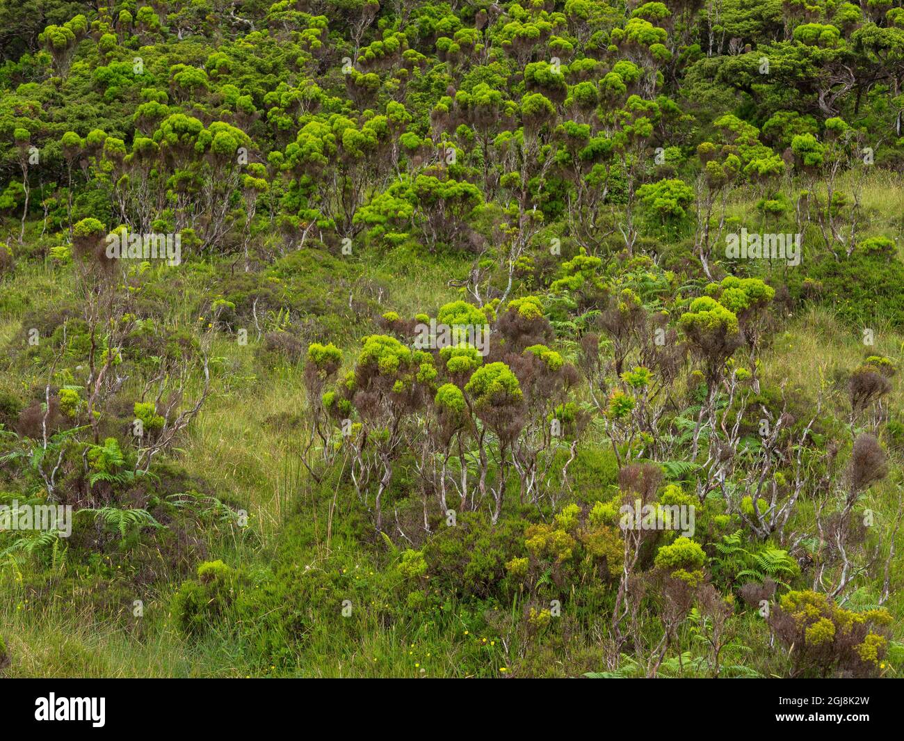 Wetland with endemic vegatation, Azores juniper (Juniperus brevifolia ...