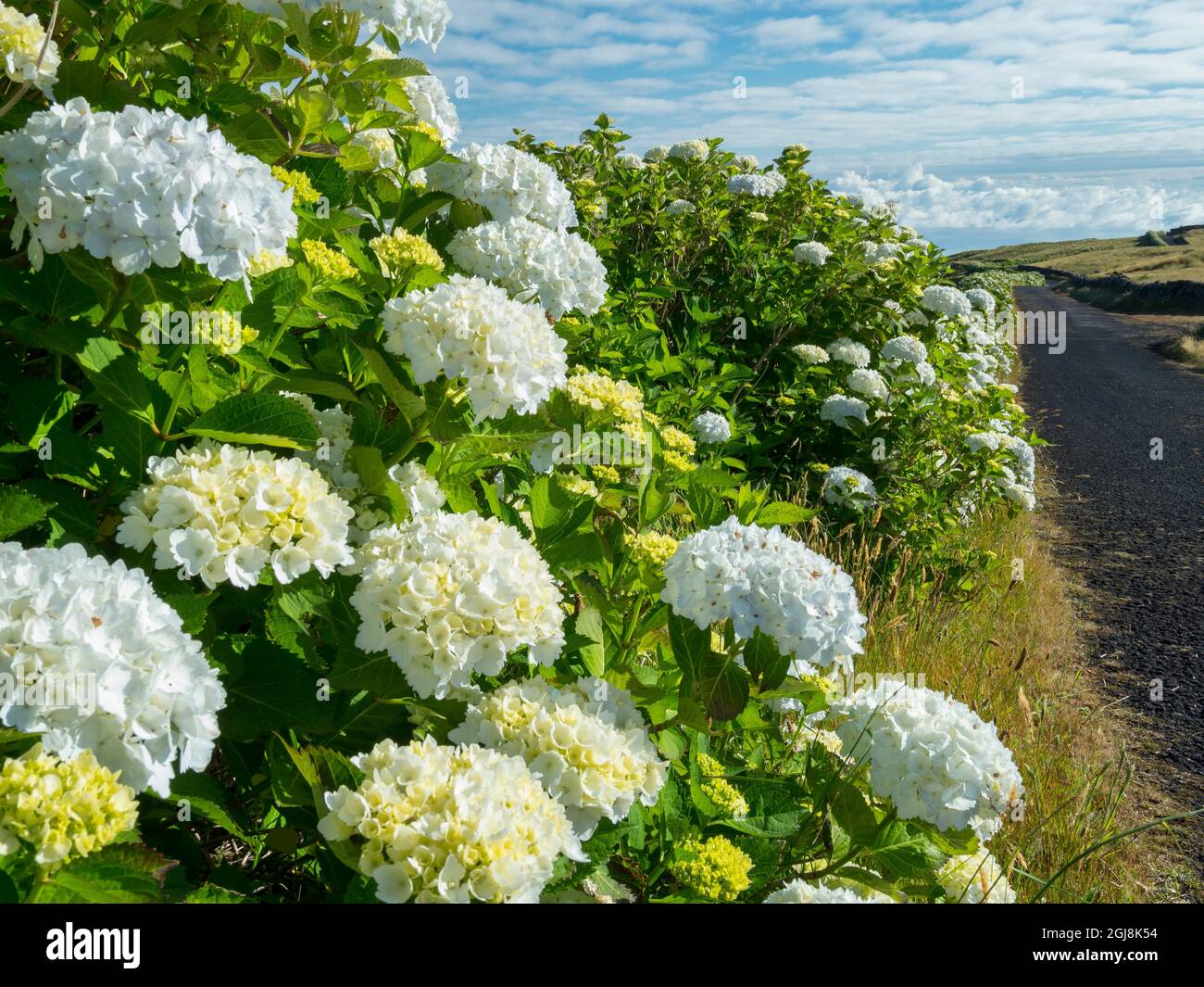 Hedge of Hortensia (Hydrangea macrophylla), an introduced plant, at ...