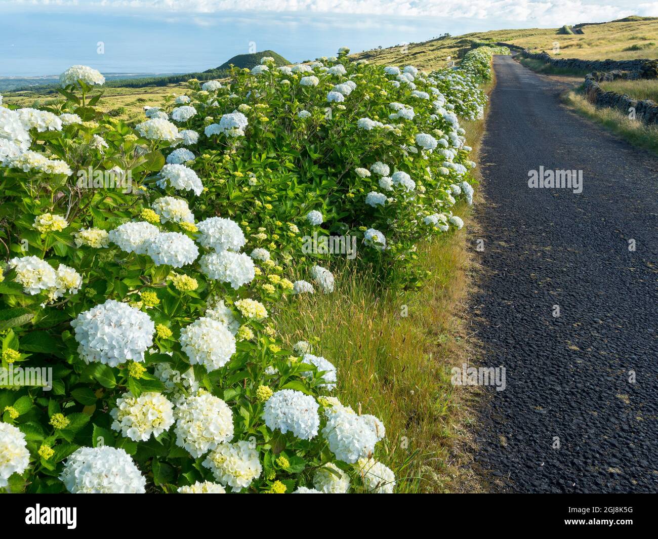 Hedge of Hortensia (Hydrangea macrophylla), an introduced plant, at ...