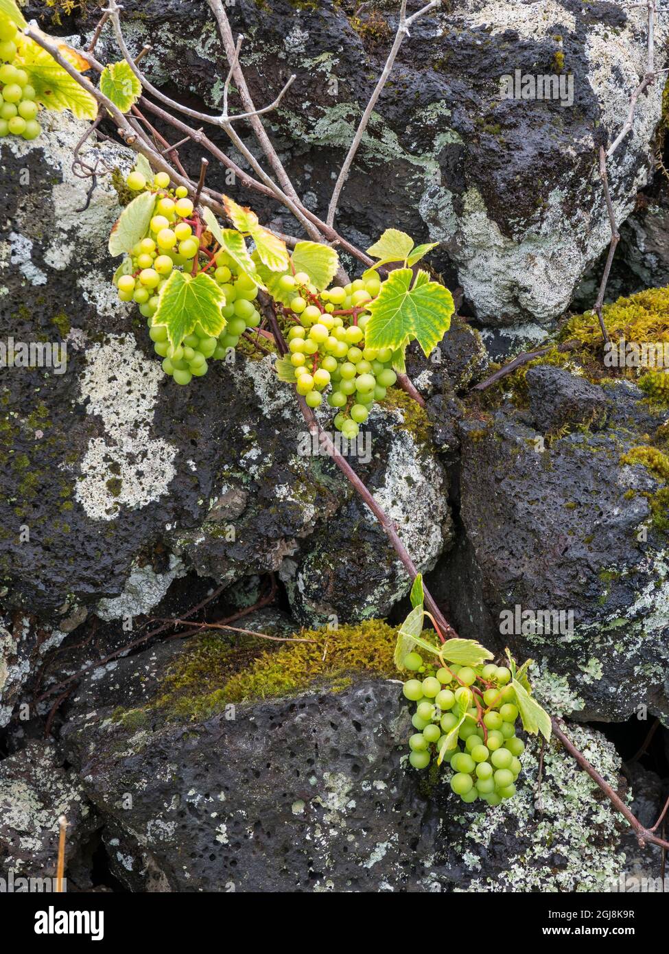 Traditional viniculture near Lajido, traditional wine growing on Pico ...