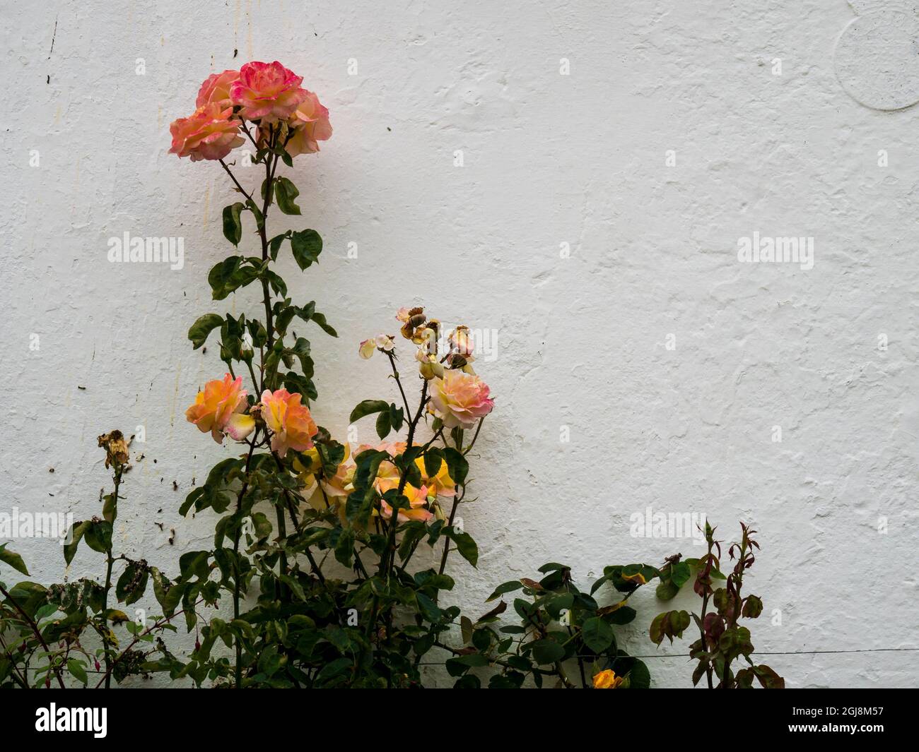 Portugal, Obidos. Roses growing along wall Stock Photo - Alamy