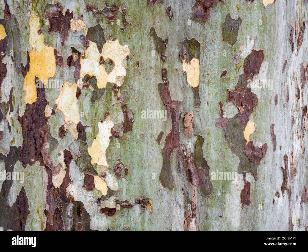 Portugal, Obidos. Close-up of a very large sycamore tree trunk Stock ...