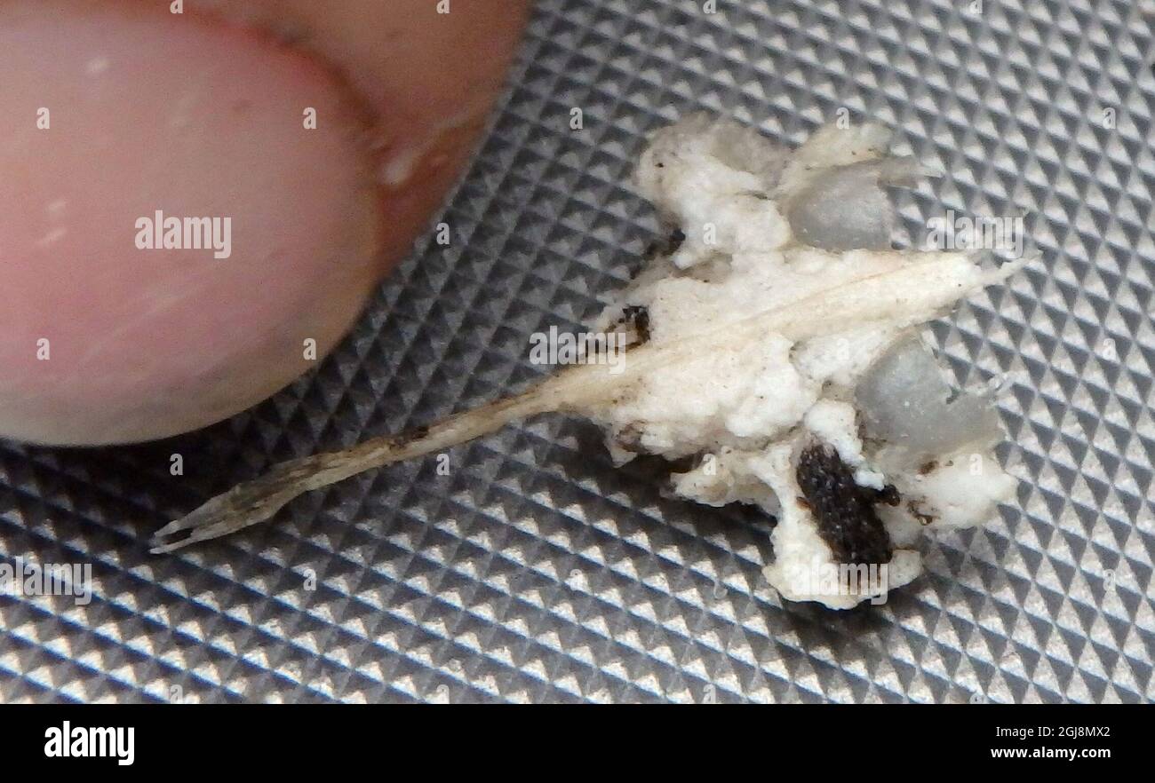 BRANTEVIK 2014-08-12 Expert Johan Wagnstrom is seen with the remains of ...