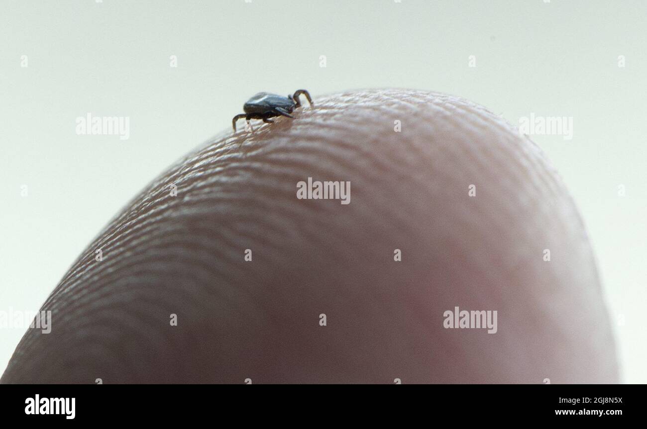 STOCKHOLM 20140819 A tick on a human finger. Ticks are spreaders of ...