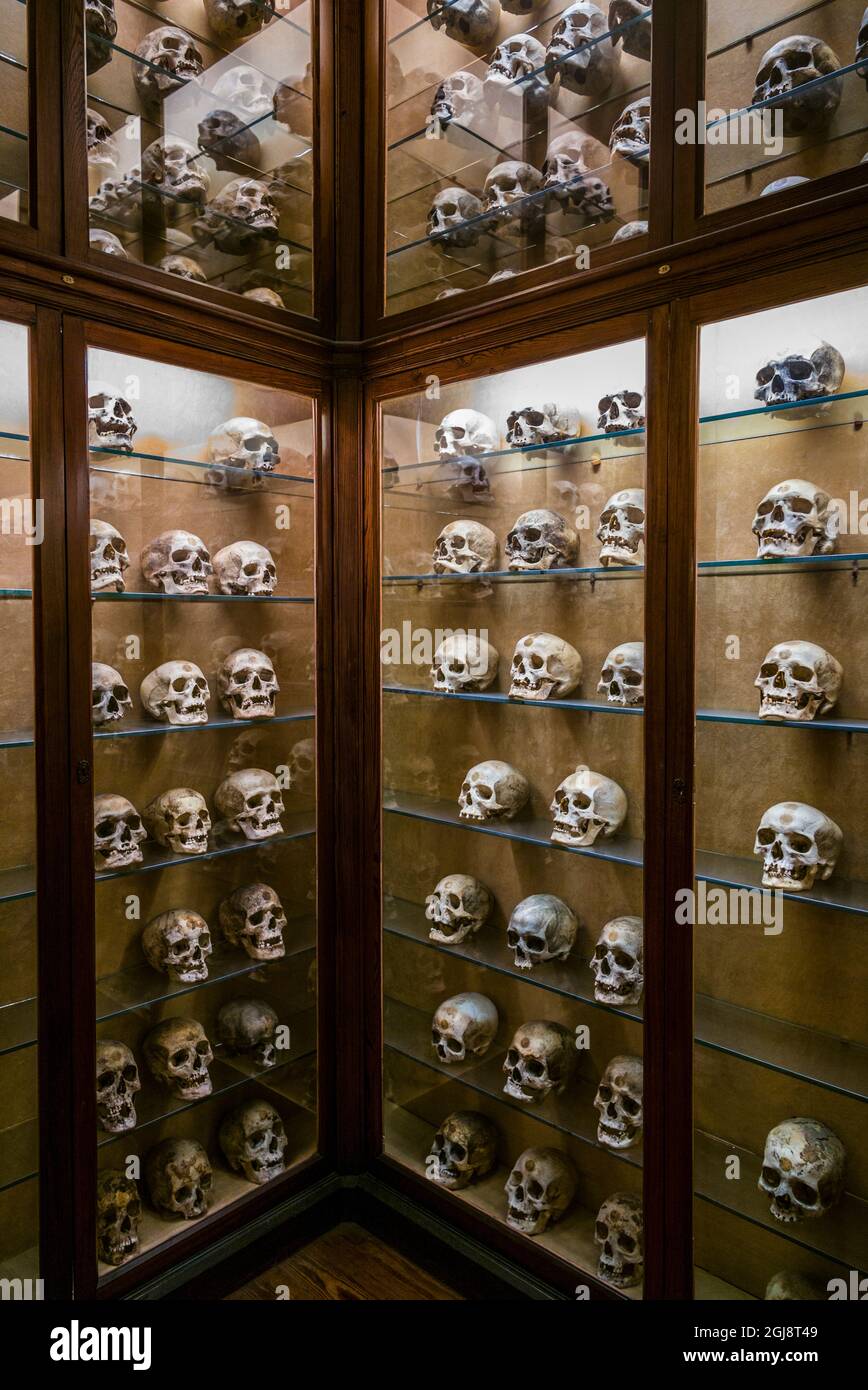 Cro magnon skull hi-res stock photography and images - Alamy