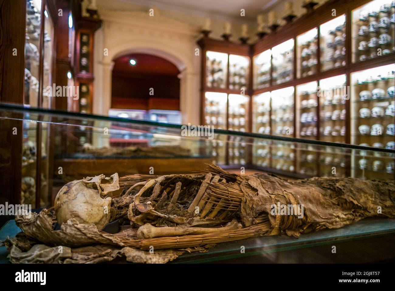 Cro magnon skull hi-res stock photography and images - Alamy