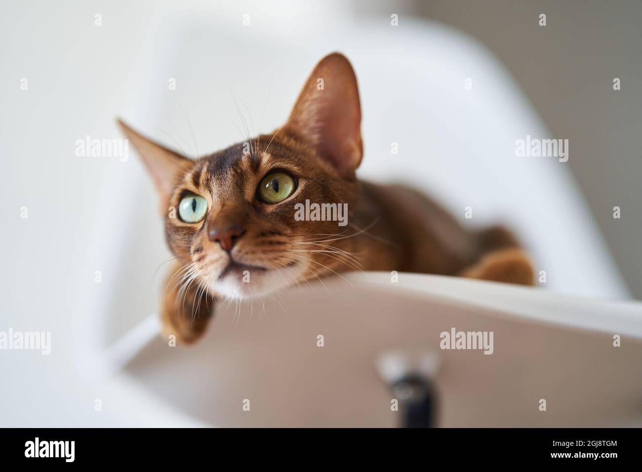 Beautiful Bengal cat sitting on a chair Stock Photo - Alamy