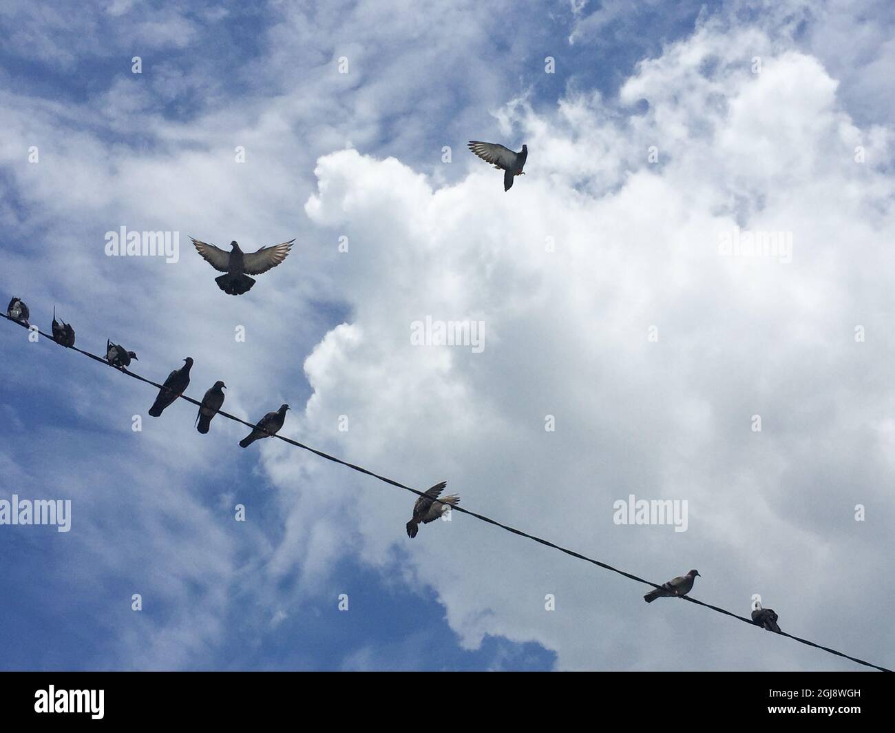 Pigeons sitting on an electrical wire in the morning with billowing ...