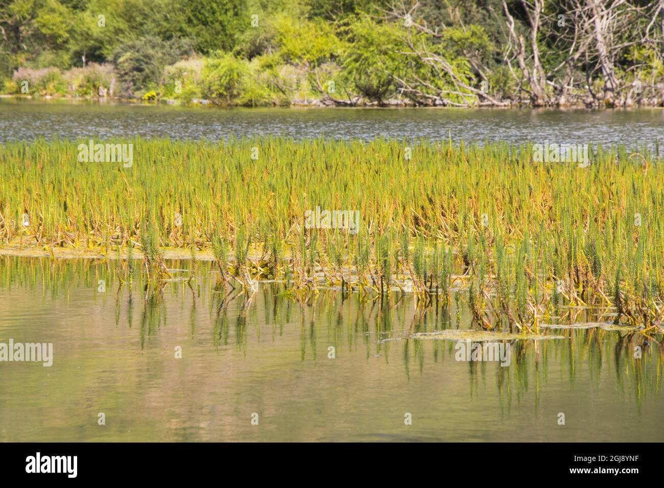 Swamp water pound hi-res stock photography and images - Alamy