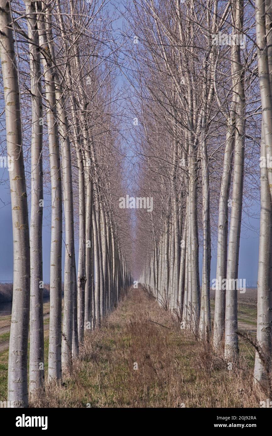 tree tunnel in codigoro, Italy Stock Photo - Alamy