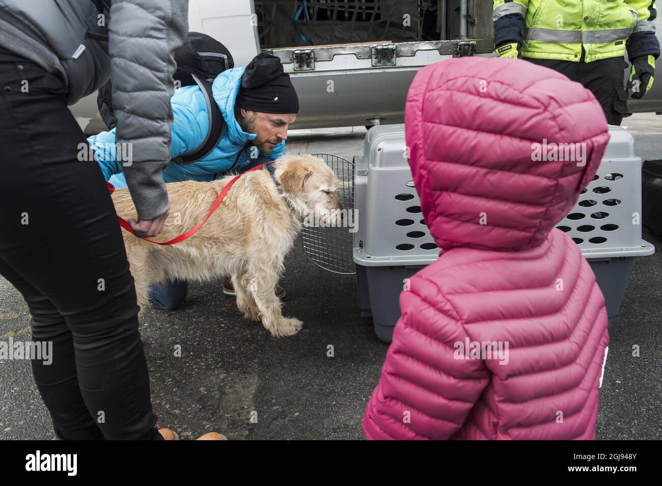 Dog break during operation hi-res stock photography and images - Alamy