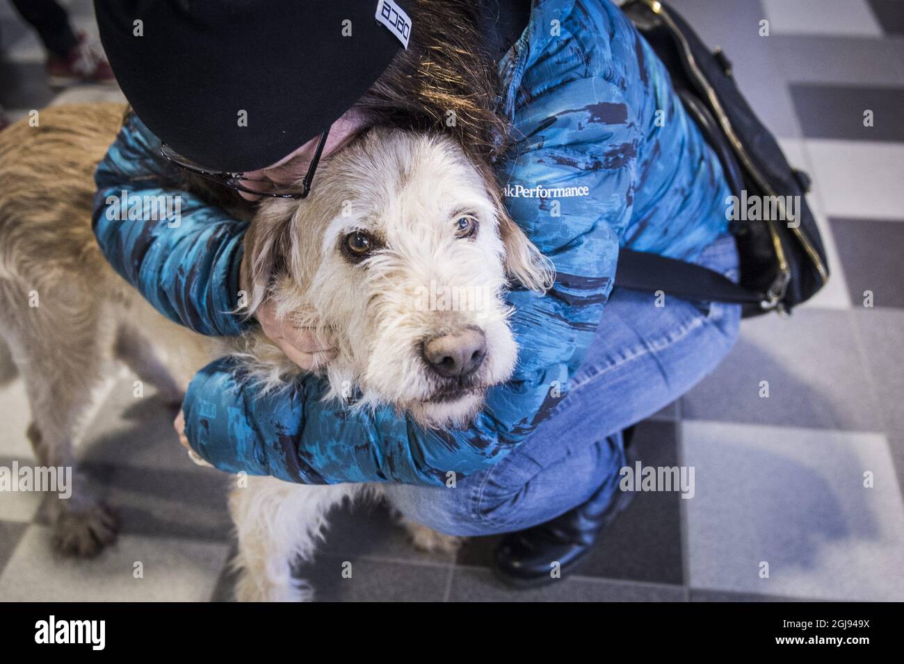 Quarantine dog airport hi-res stock photography and images - Alamy