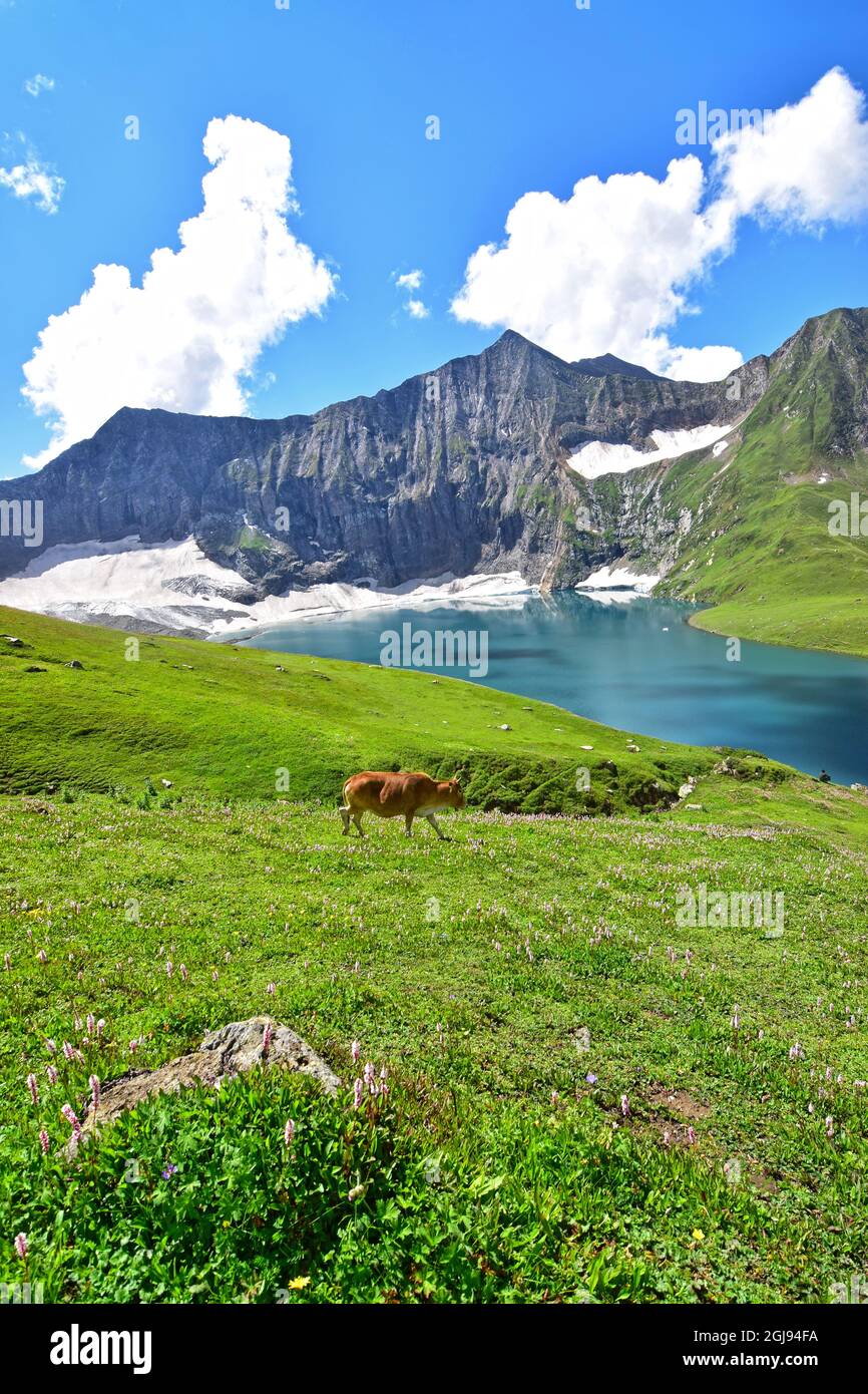 Vertical shot of green field with lake and snowy rocks, caw grazi under ...
