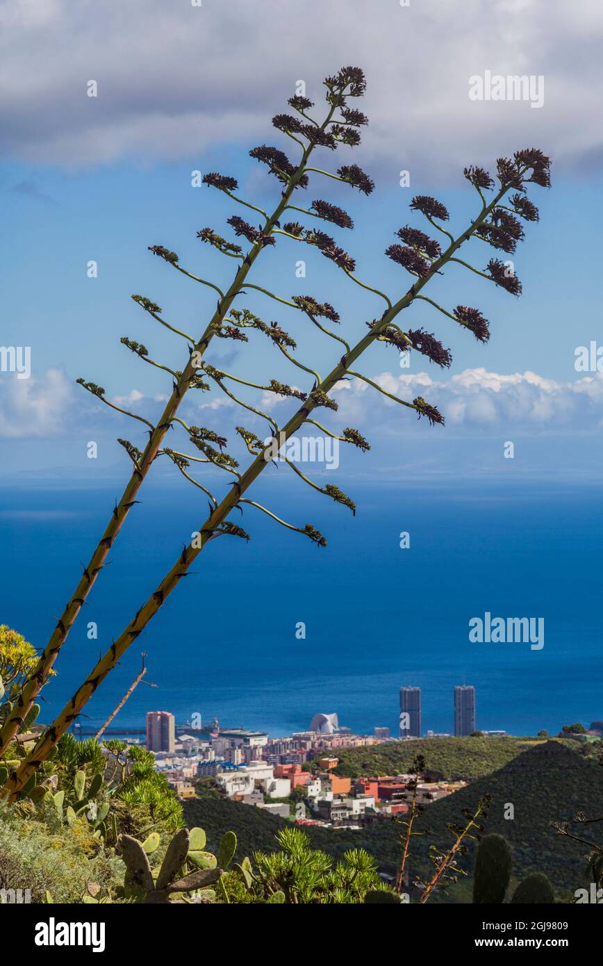 Spain, Canary Islands, Tenerife Island, Santa Cruz de Tenerife ...