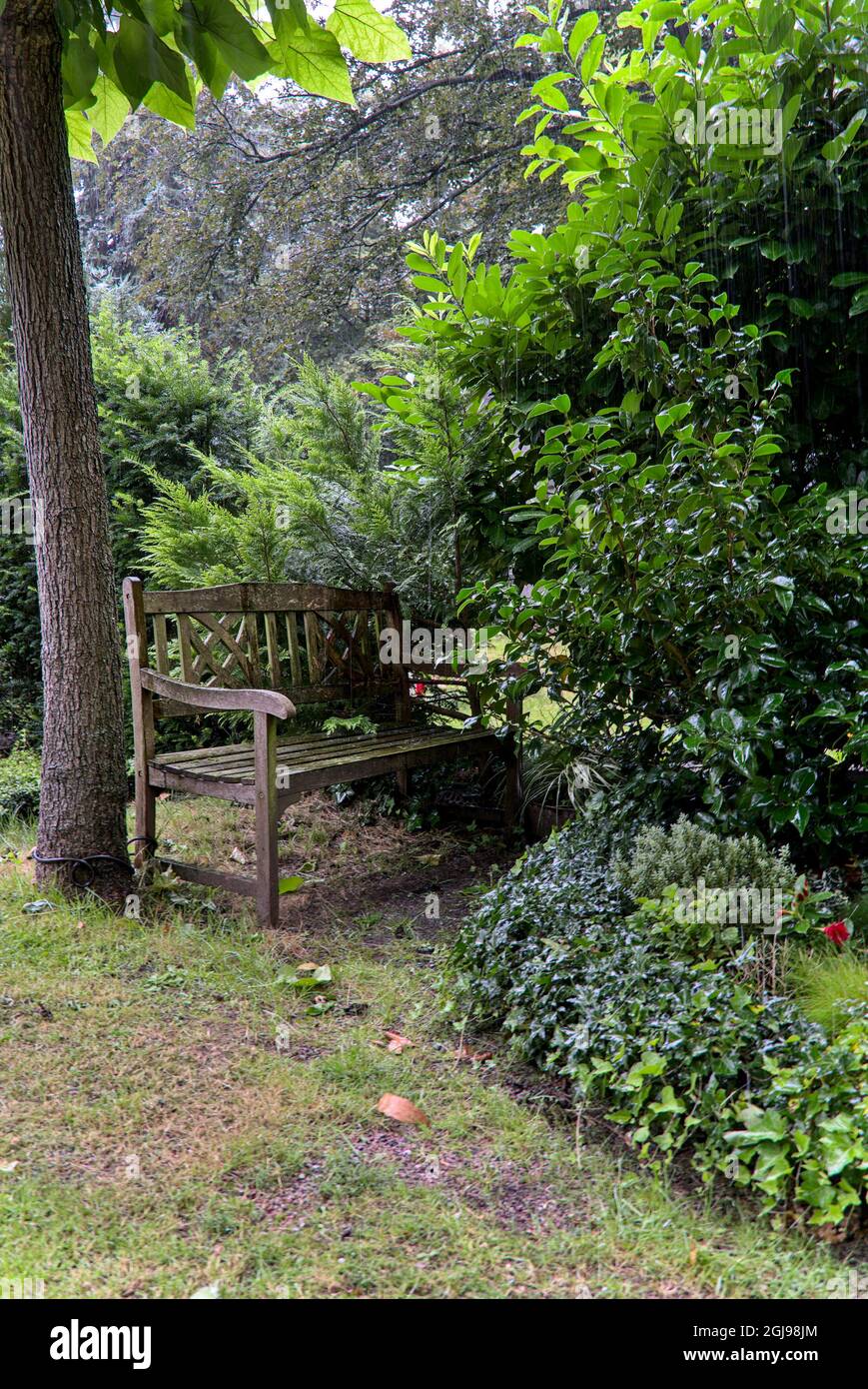 Wooden bench in the park between bushes and a tree Stock Photo - Alamy