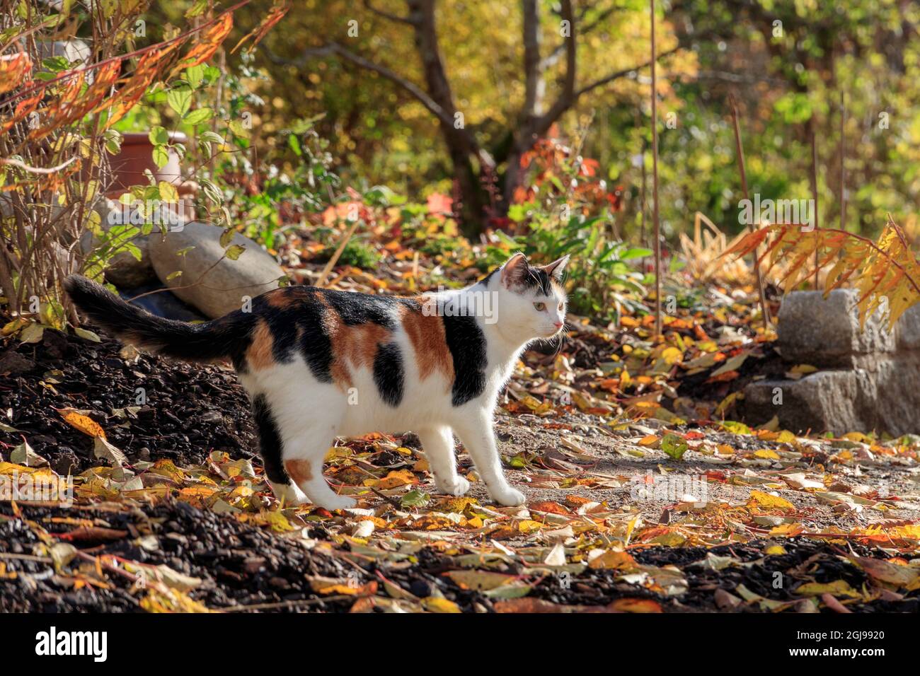 Sweden, West Coast, Uddevalla. Maple trees, fall color and calico cat ...