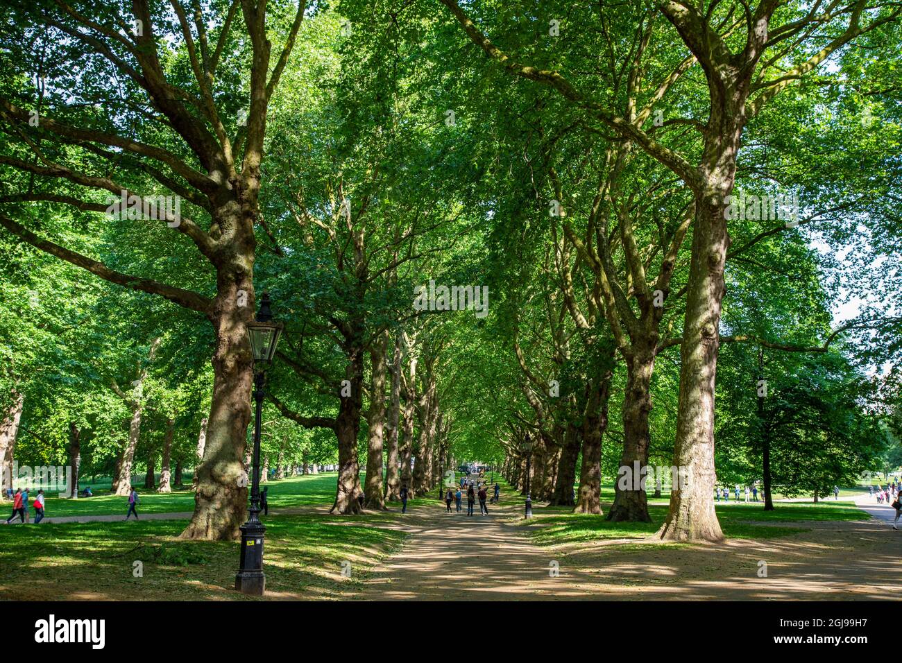 Avenue of trees in Victoria Park East London, UK Britain Stock Photo ...