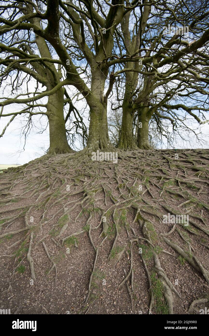 Tree and roots at Avebury, UK. A major Neolithic and medieval site ...