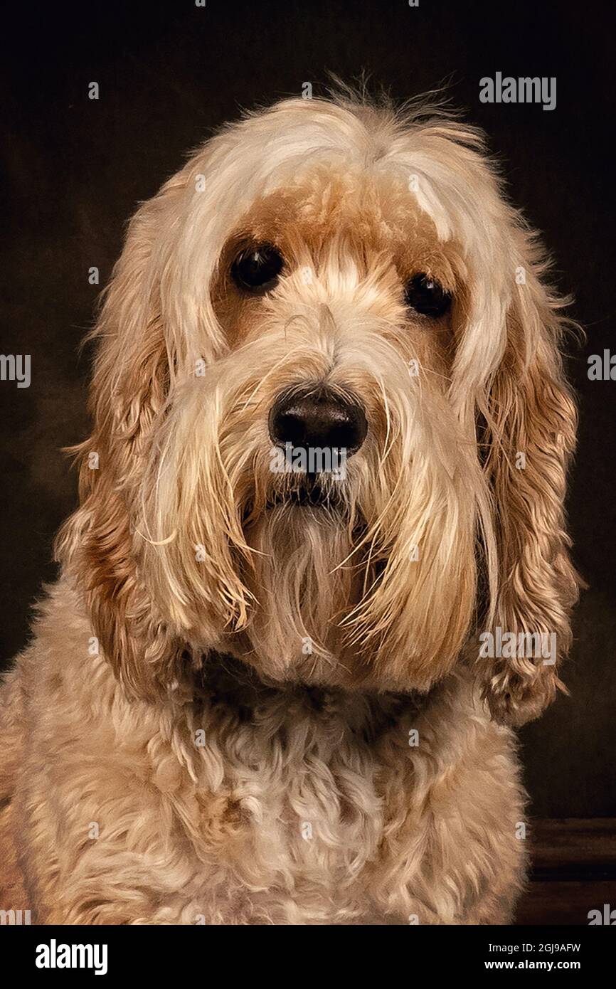 Standard Cockapoo Dog, Spaniel cross Poodle Stock Photo - Alamy