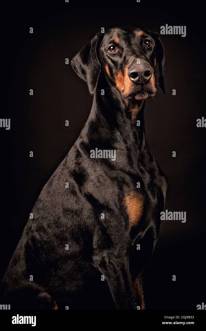 Karl friedrich louis doberman hi-res stock photography and images - Alamy