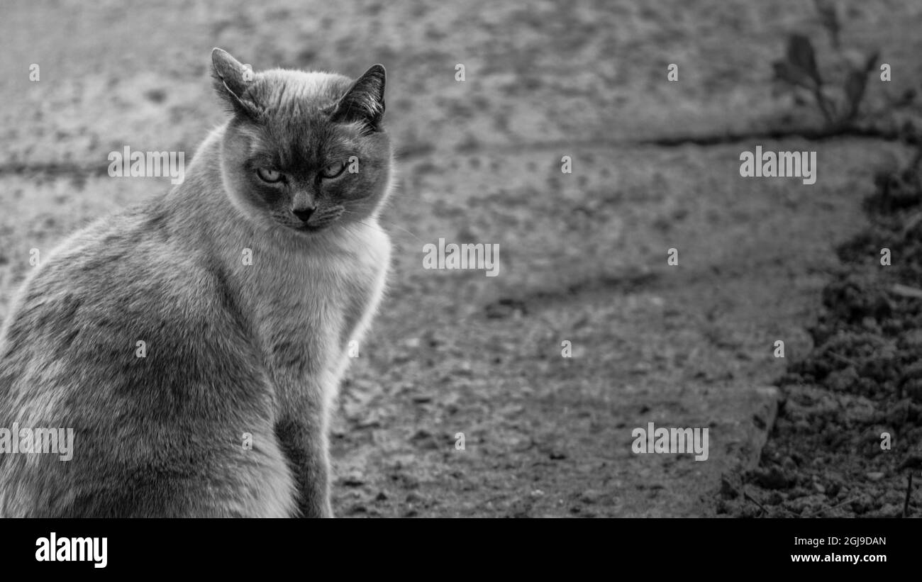 Grayscale of a cute cat sitting on a rough surface Stock Photo - Alamy