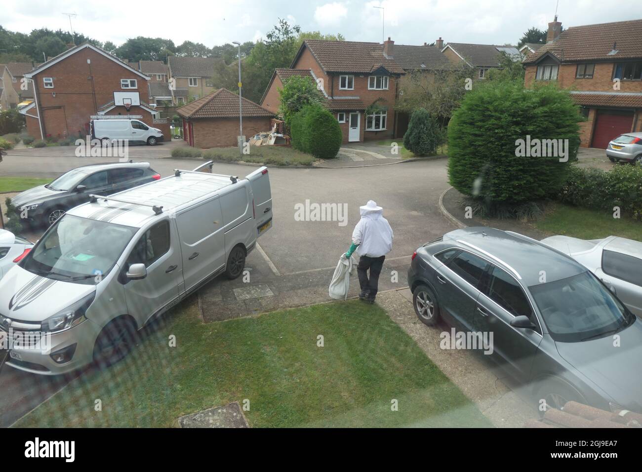 Extermination wasp hi-res stock photography and images - Alamy