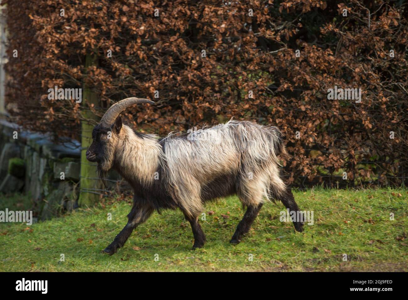 Dutch landrace goat hi-res stock photography and images - Alamy
