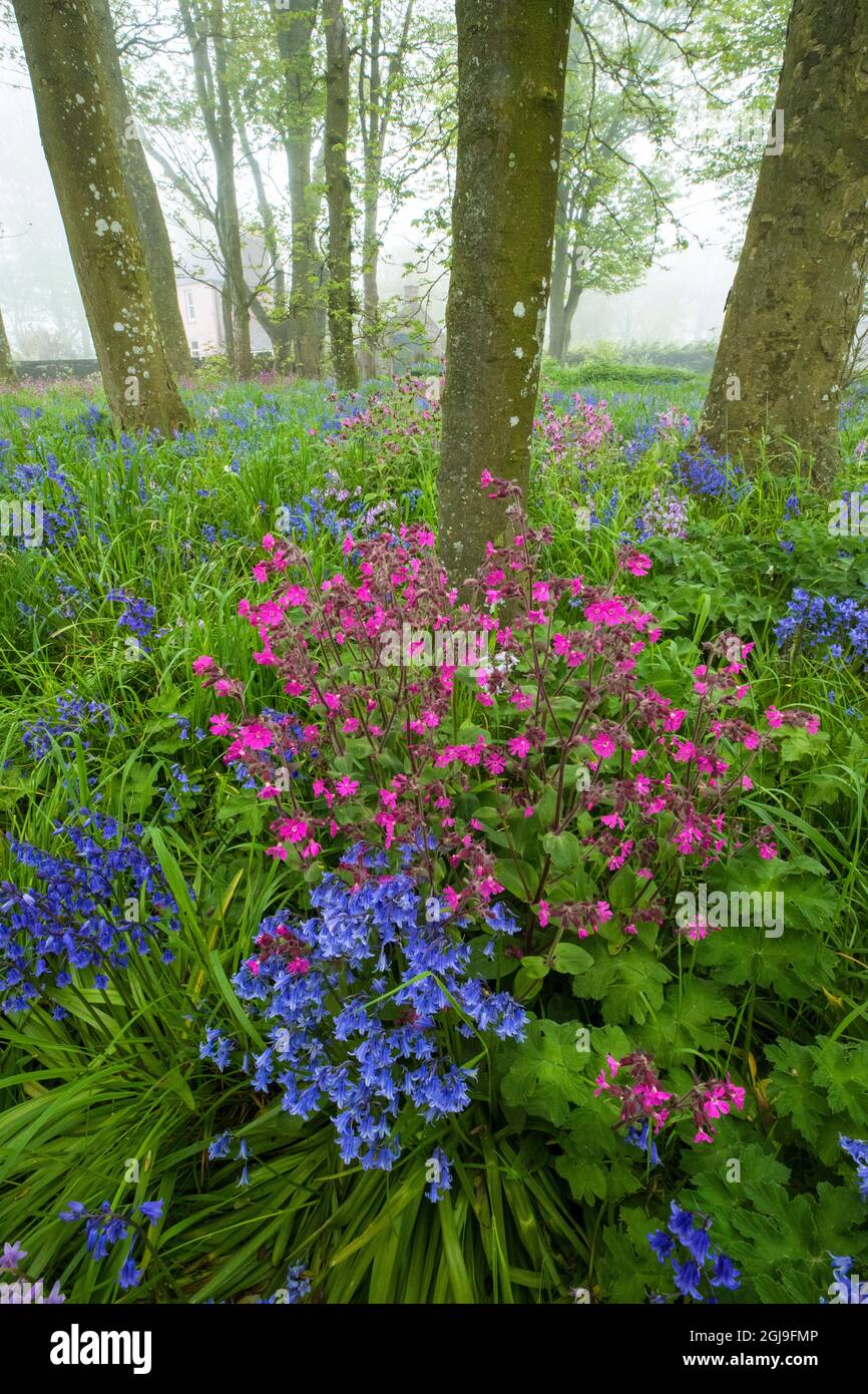 Scotland. Wildflower scenic Stock Photo - Alamy