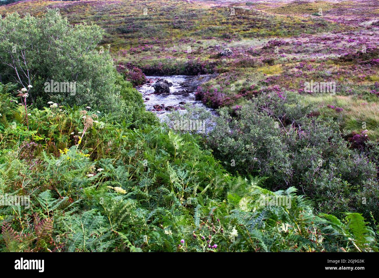 Enroute from Isle of Skye to Inverness, these moors were covered in ...