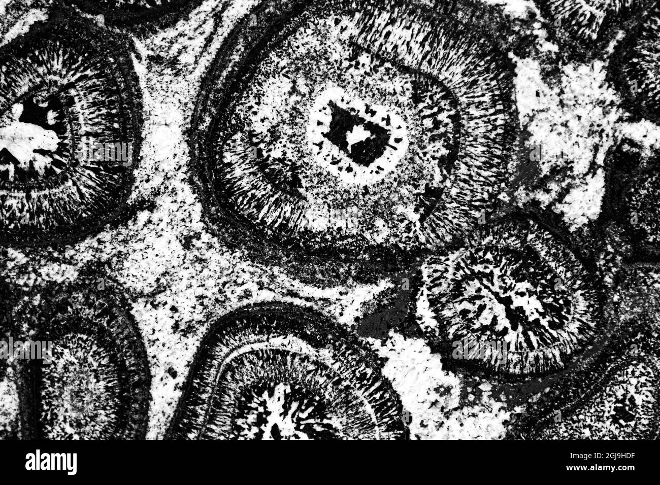Abstract. Orbicule in Rock. National Museum of Scotland. Edinburgh ...