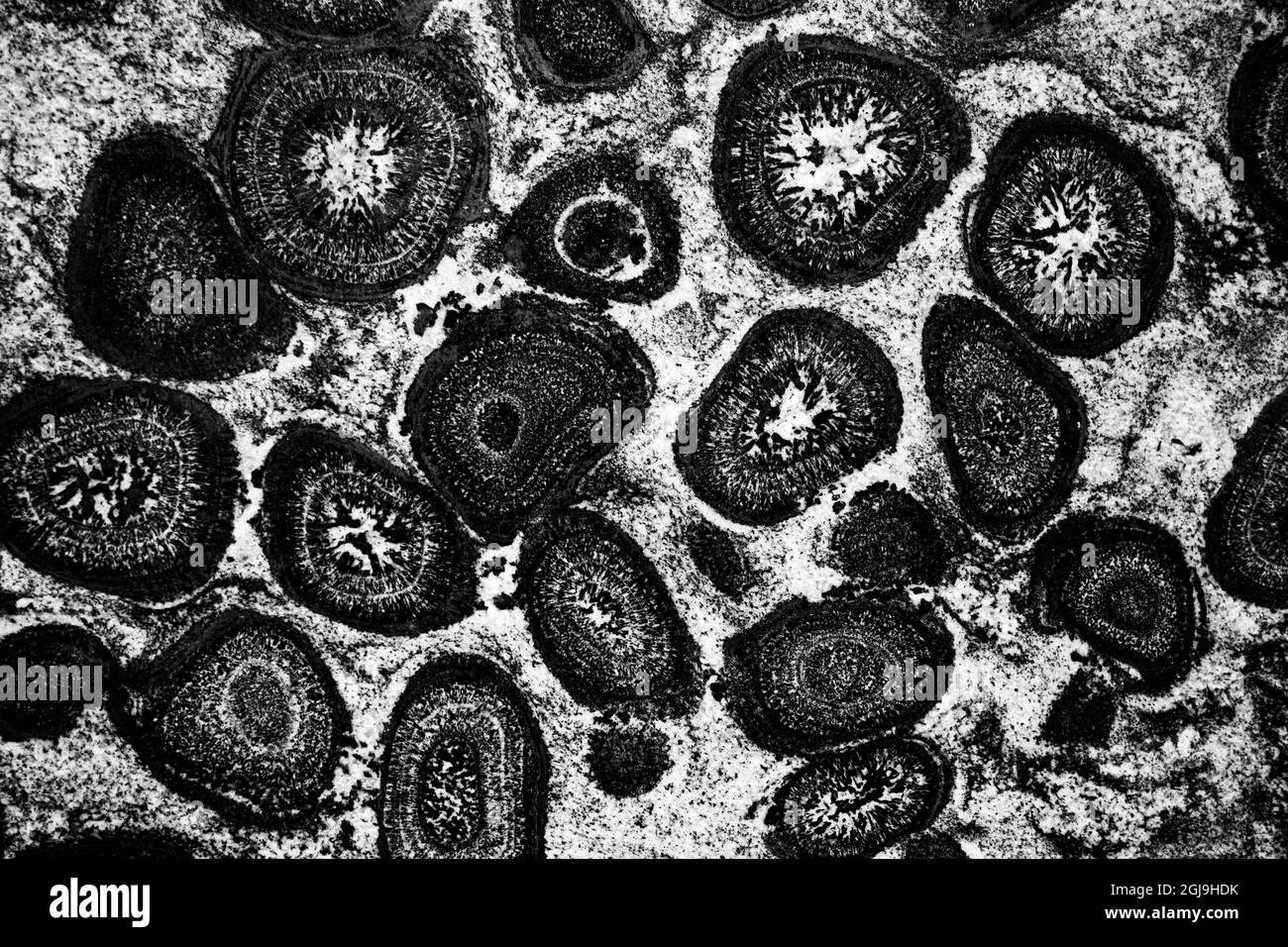 Abstract. Orbicule in Rock. National Museum of Scotland. Edinburgh ...