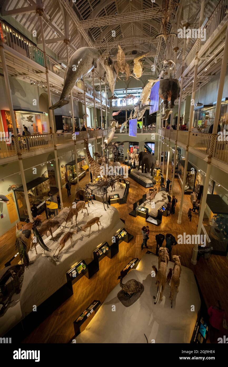 Animal World Gallery. National Museum of Scotland. Edinburgh, Scotland ...