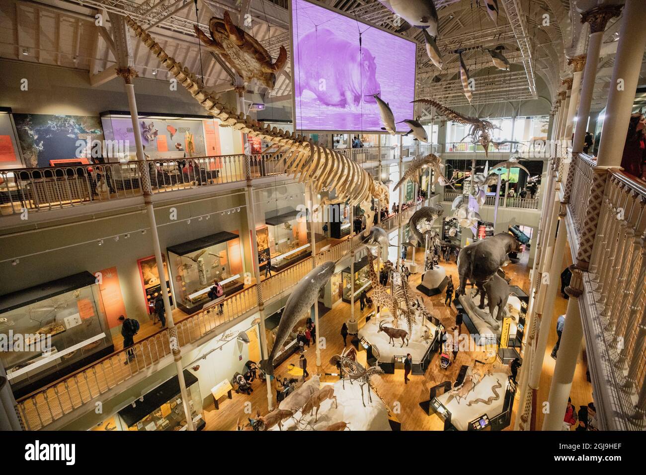 Animal World Gallery. National Museum of Scotland. Edinburgh, Scotland ...