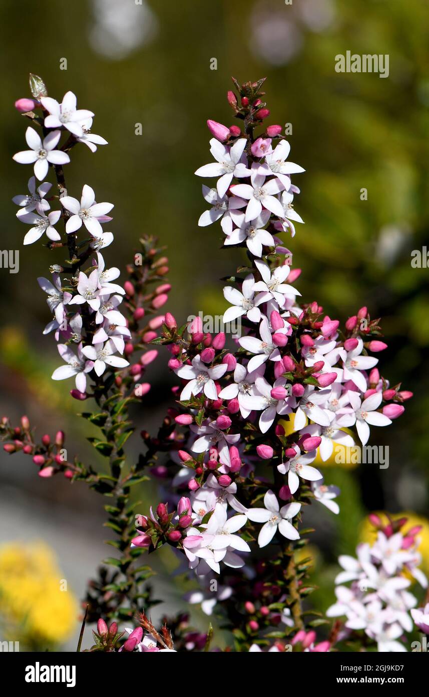 White flowers and pink buds of the Australian native Box Leaf Waxflower ...