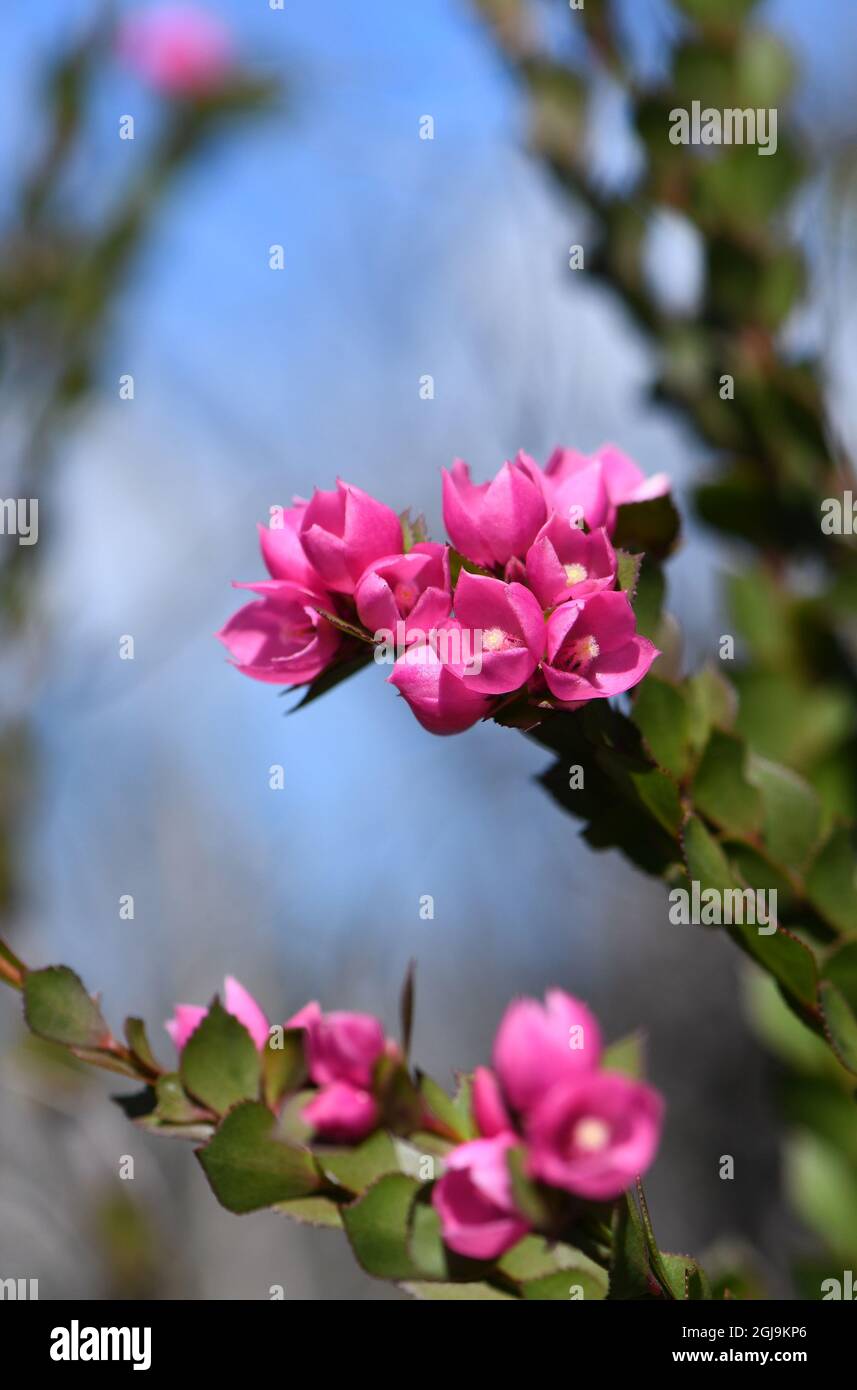 Deep pink flowers of the Australian Native Rose, Boronia serrulata ...