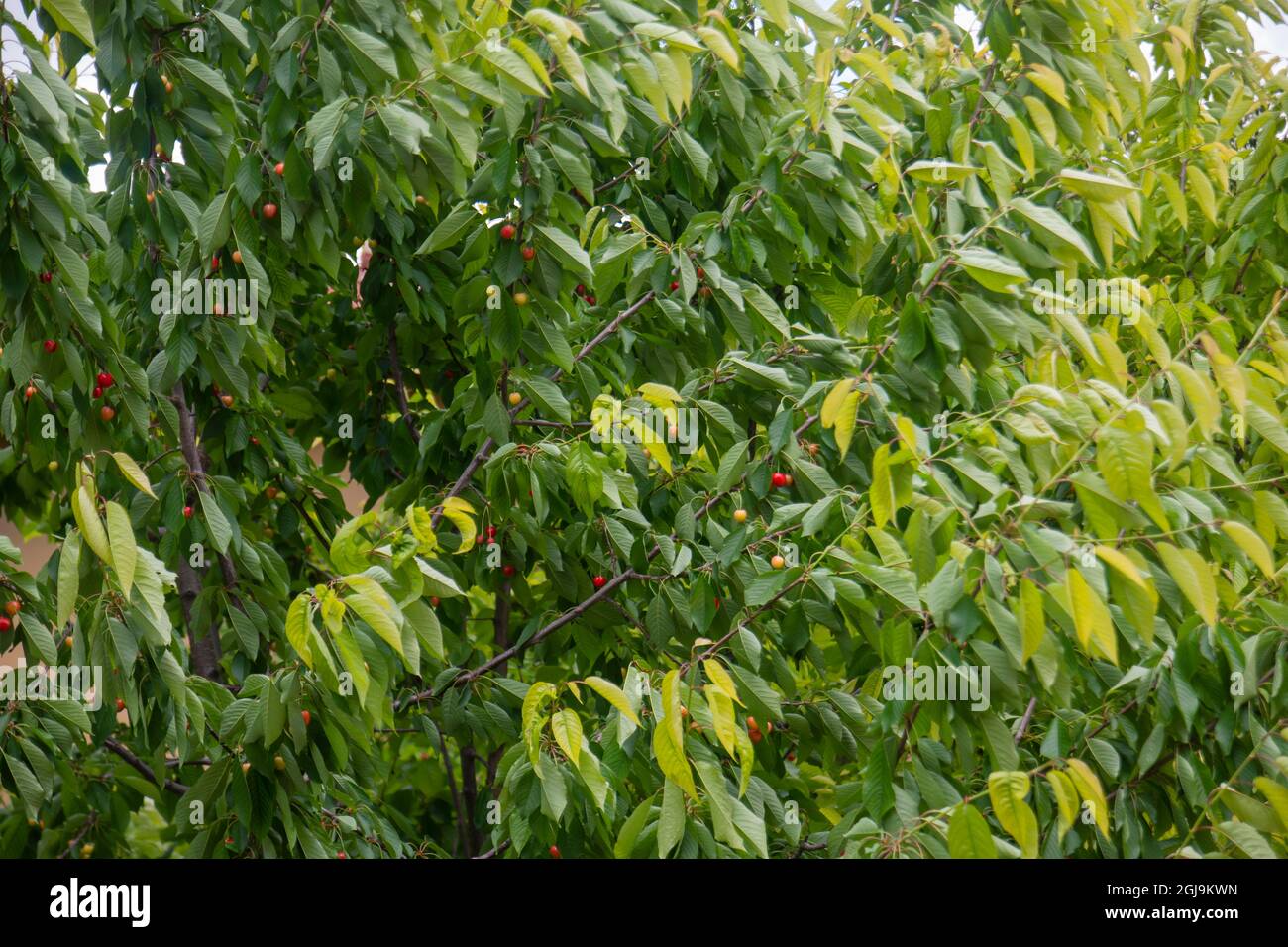 Yellow cherry tree fruit hi-res stock photography and images - Alamy
