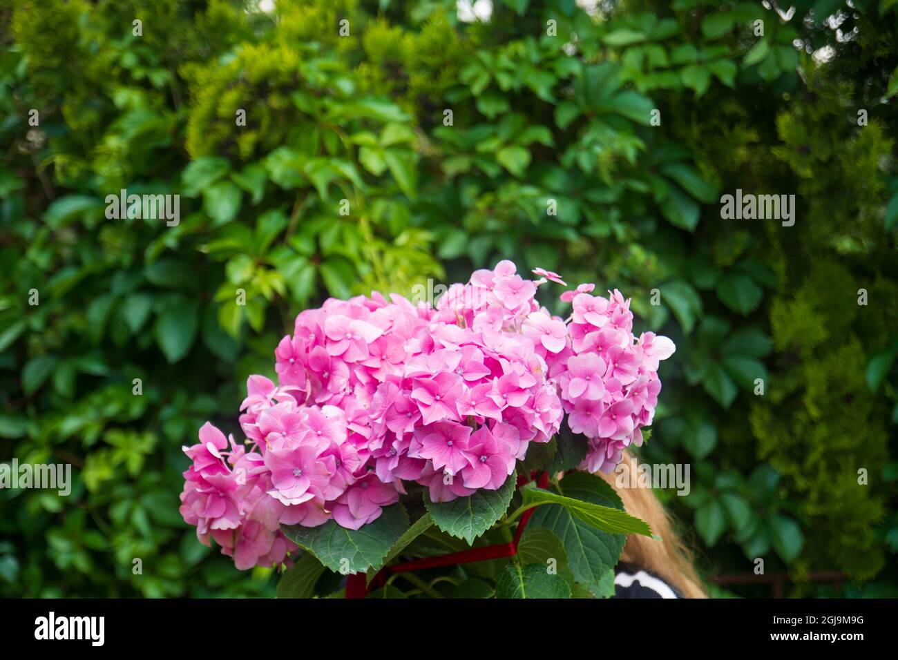 Blonde long hair Woman arranging pink Hydrangea flowers Stock Photo - Alamy