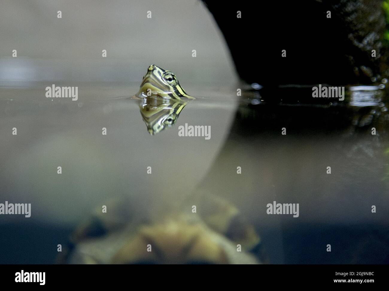 Vietnamesiska hi-res stock photography and images - Alamy