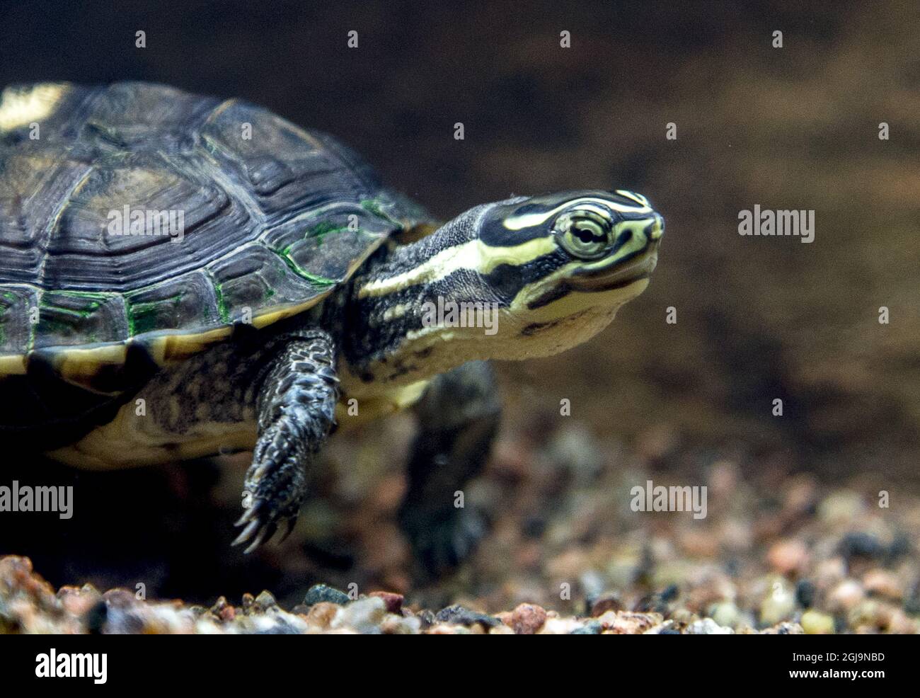 Vietnamesiska hi-res stock photography and images - Alamy