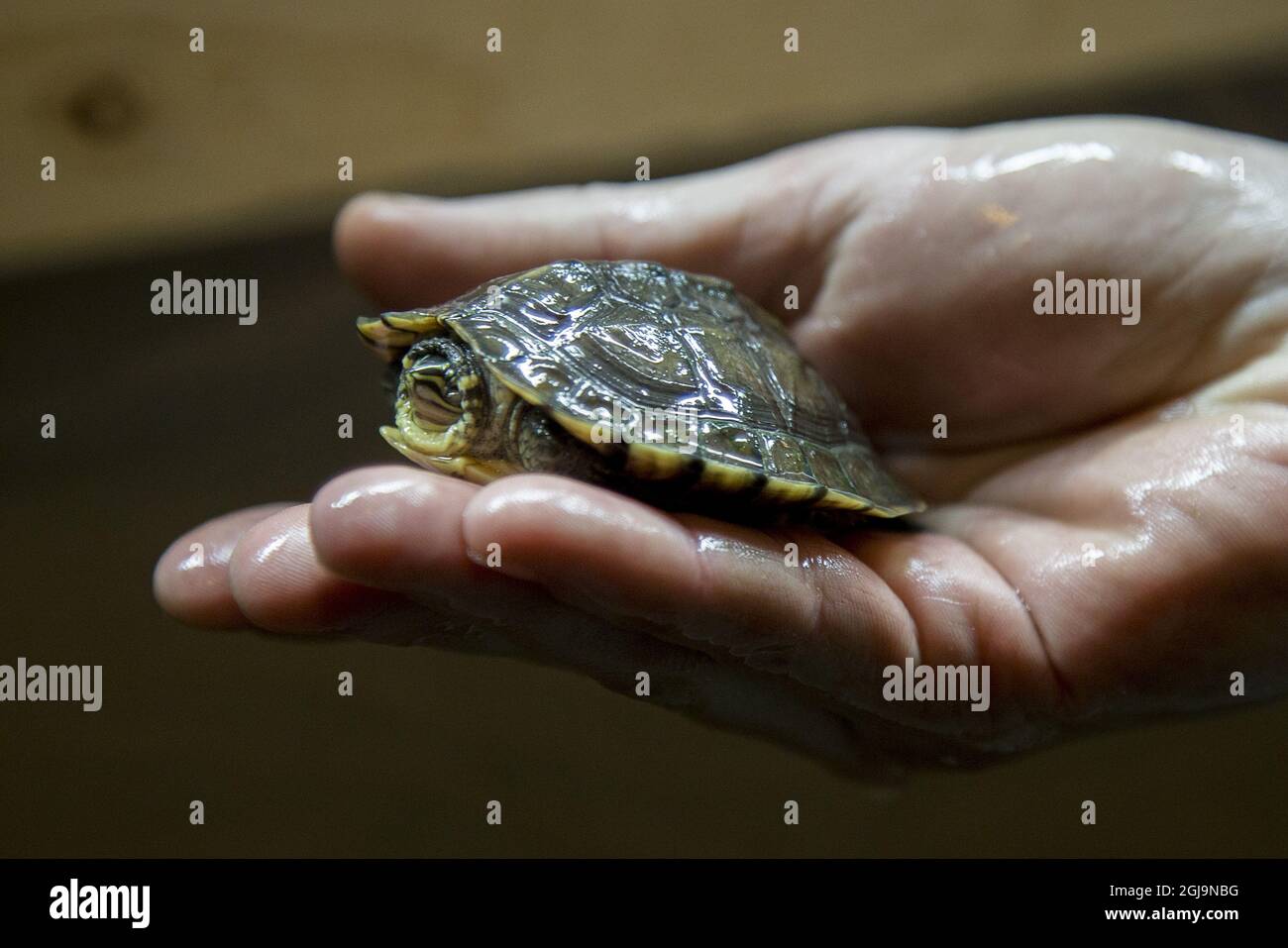 Dammskoldpaddan hi-res stock photography and images - Alamy