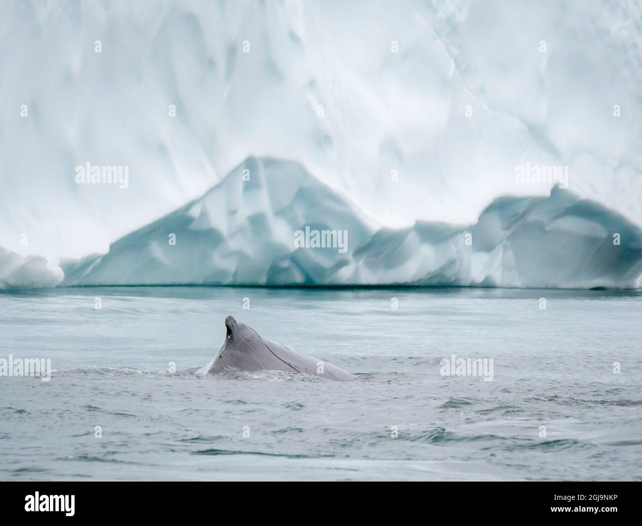 Disko bay whale hi-res stock photography and images - Alamy