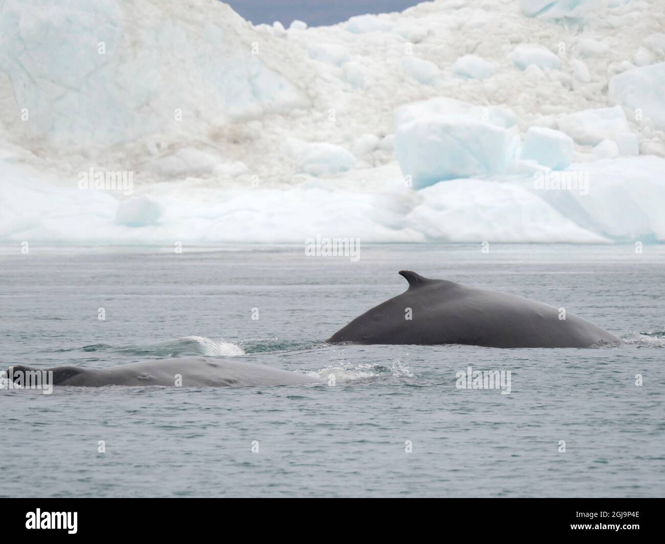 Humpback whale (Megaptera novaeangliae) in front of icebergs at the ...