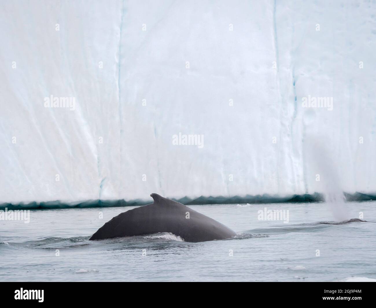 Humpback whale (Megaptera novaeangliae) in front of icebergs at the ...