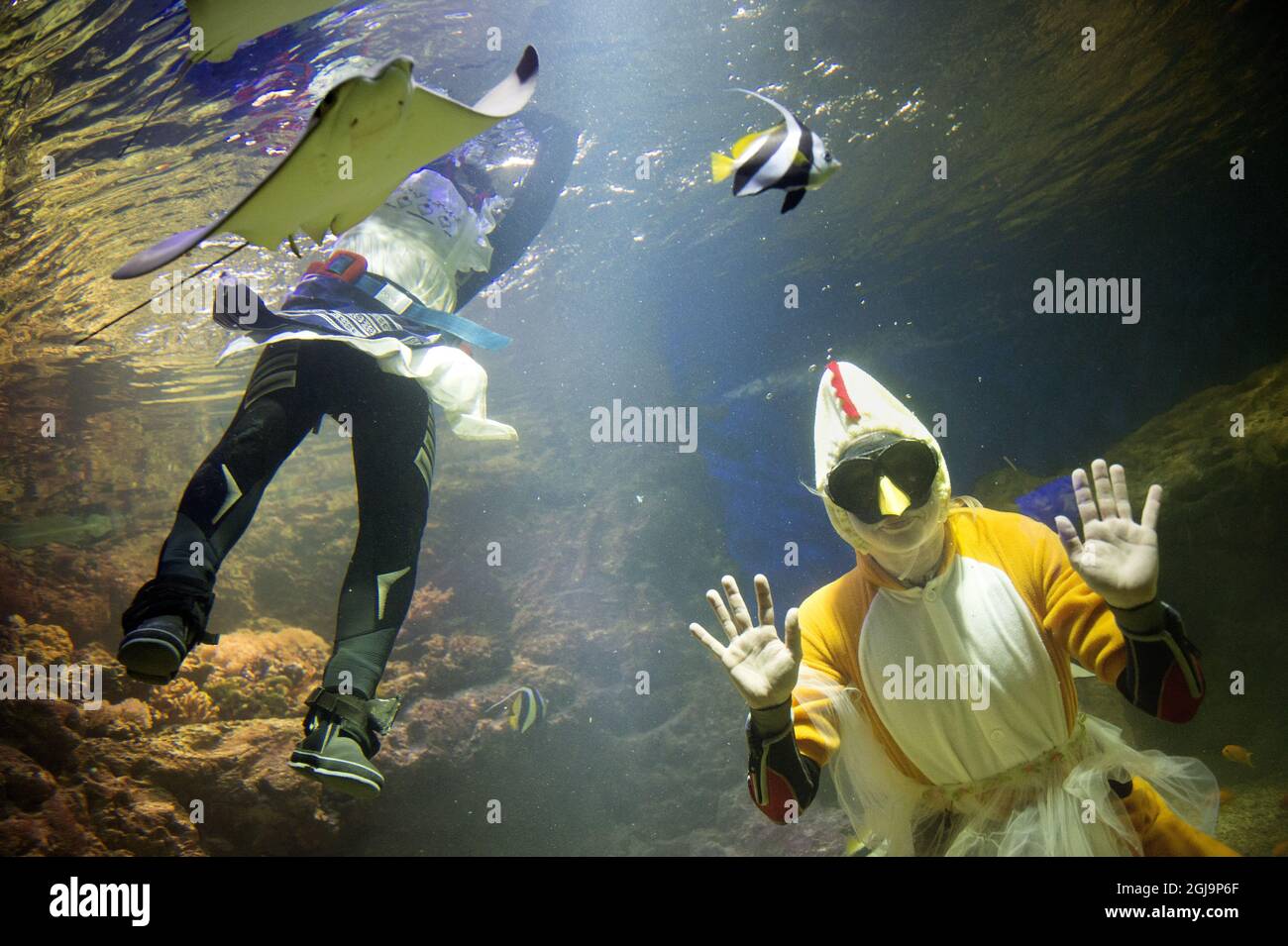 Lisa fish hi-res stock photography and images - Alamy