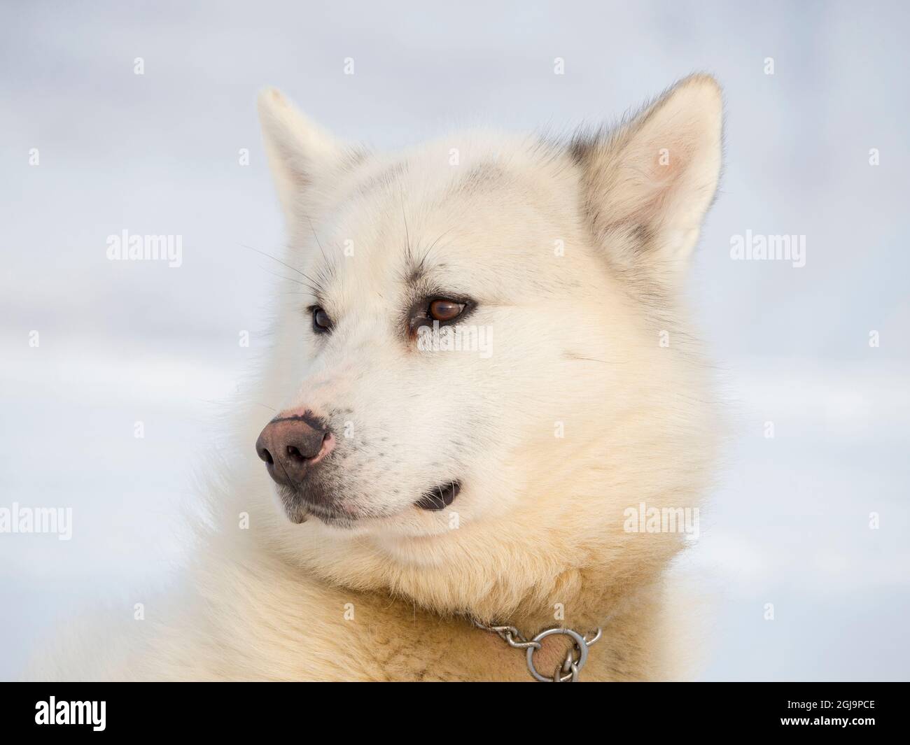 Sled dog during winter in Uummannaq in Greenland. Dog teams are still ...