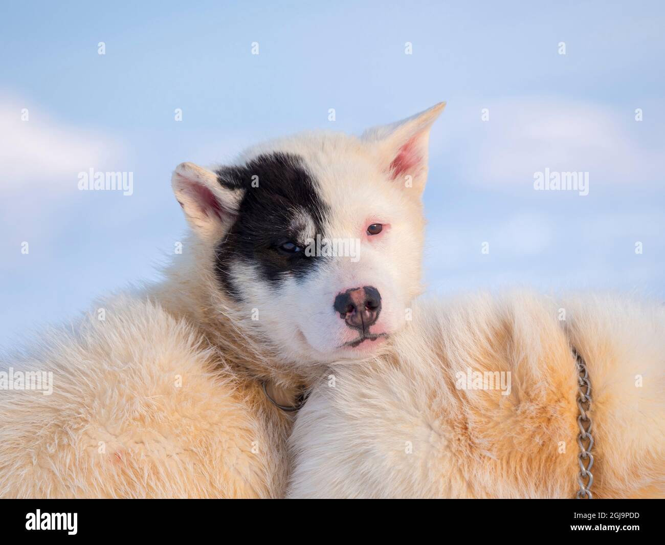 Sled dog during winter in Uummannaq in Greenland. Dog teams are still ...
